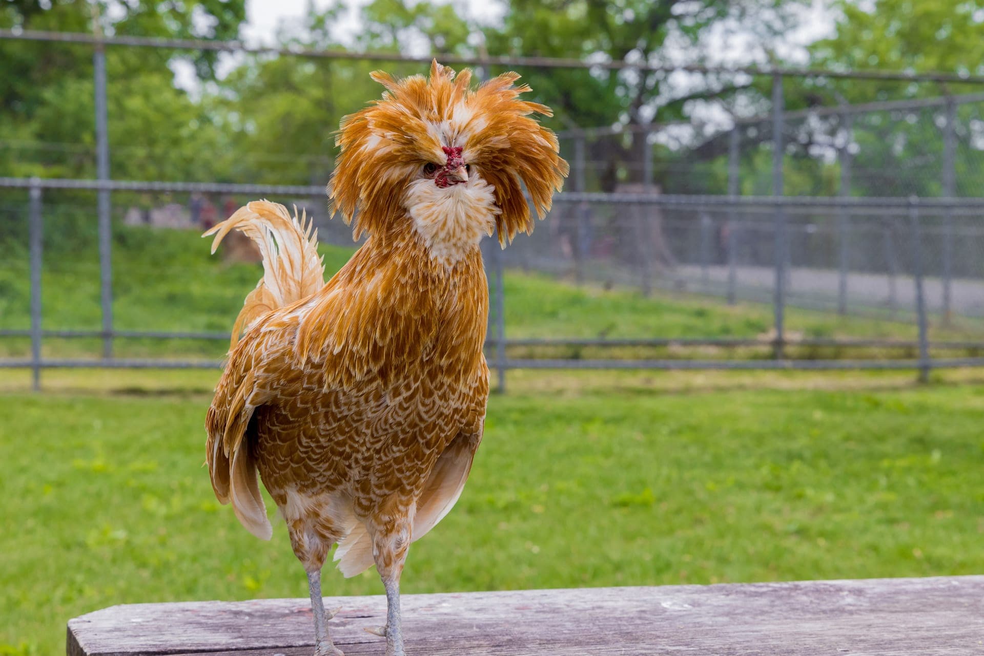 La gallina padovana dalla lunga tradizione